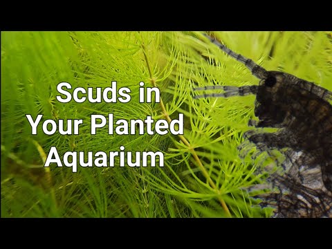 Are Scuds Pests In Aquariums
