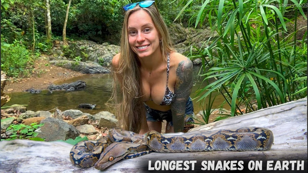 Giant Snakes Invade Puerto Rico - YouTube