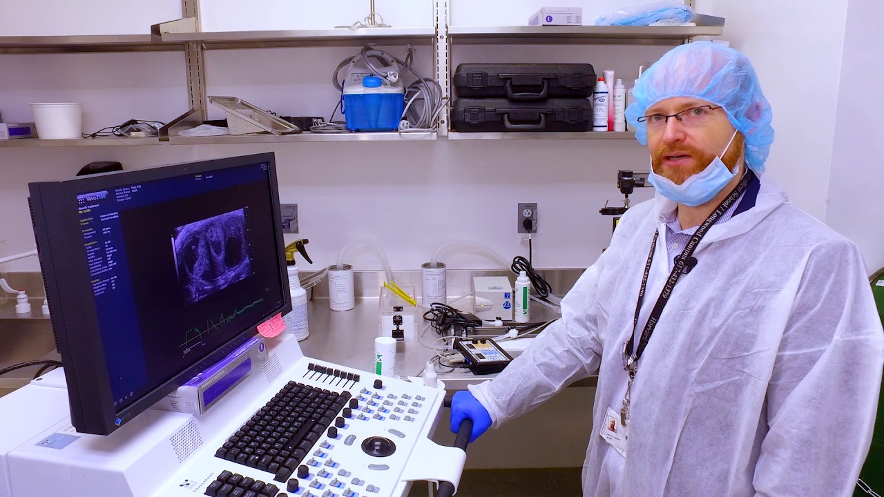 Mouse Hospital - Unique Research Method at BIDMC - YouTube