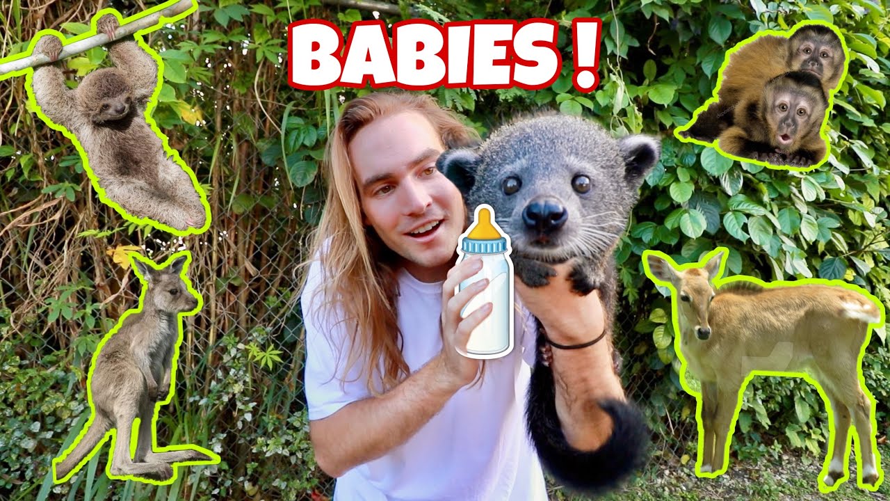 ALL THE BABY ANIMALS AT MY ZOO !! - YouTube
