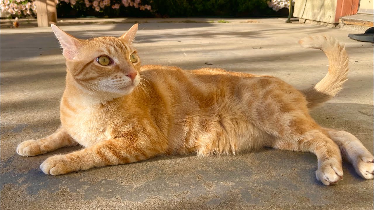 My Bilingual Cat | Cute Cat Video - YouTube
