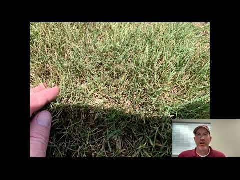 Bermuda Grass: Part 1, Identification - YouTube