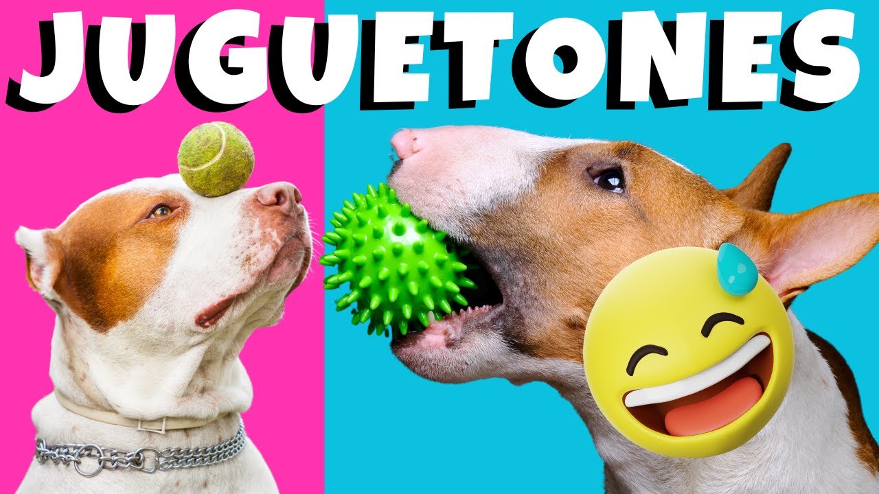 🐶 PERROS DIVERTIDOS. LOS MEJORES VIDEOS DE PERROS Juguetones y ...