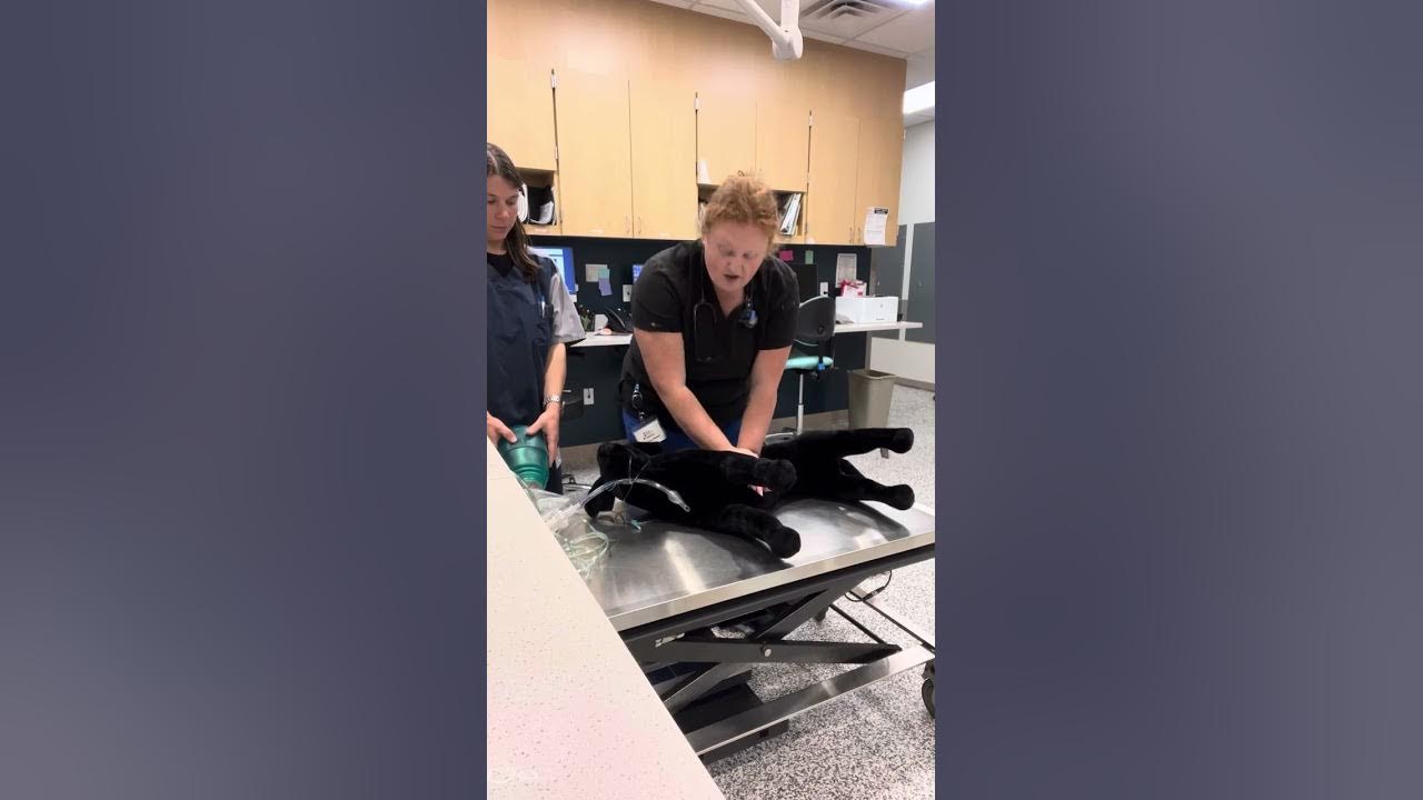 Penn Foster Ext. 2 Skill #17 CPR - YouTube