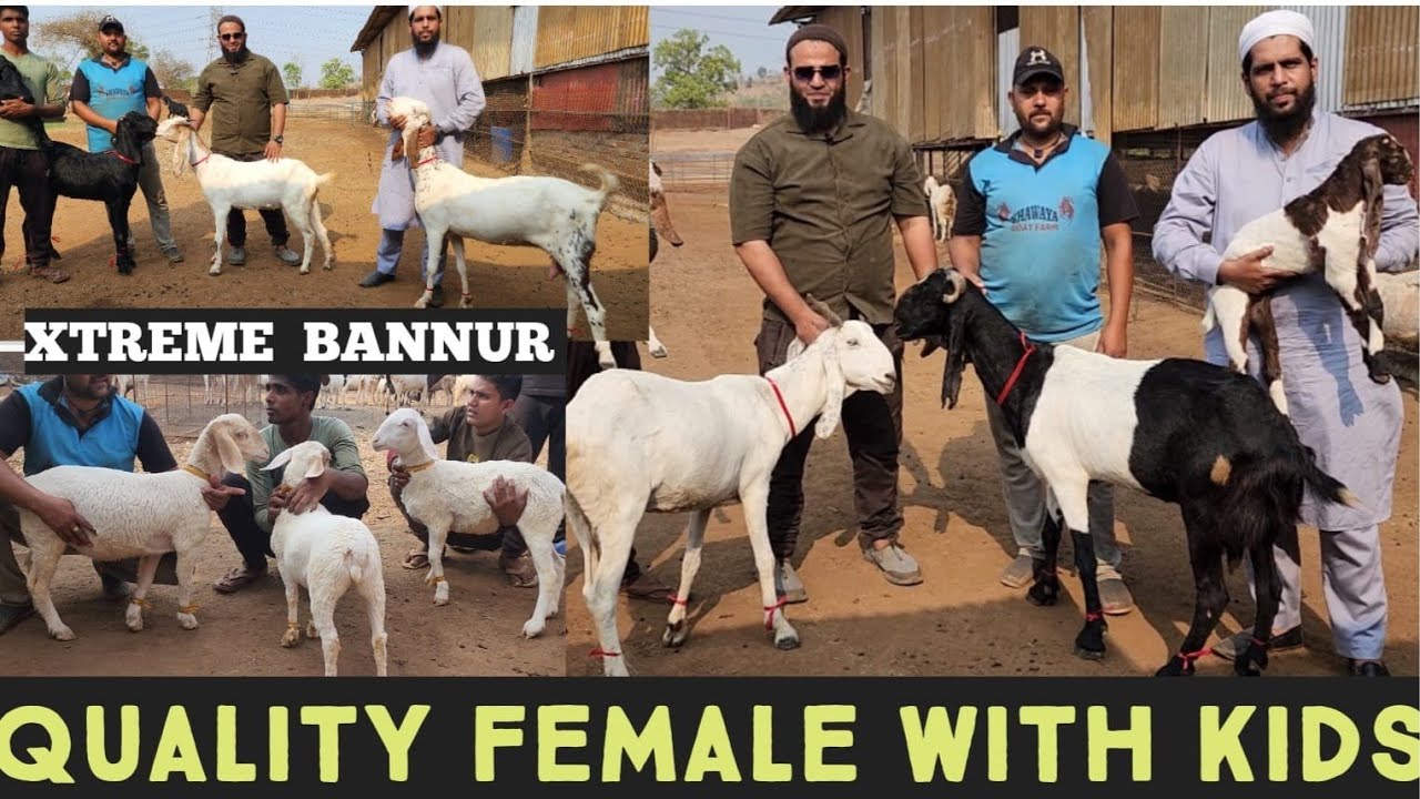 Sasti female with kids and extreme quality bannur brother goat farm ...