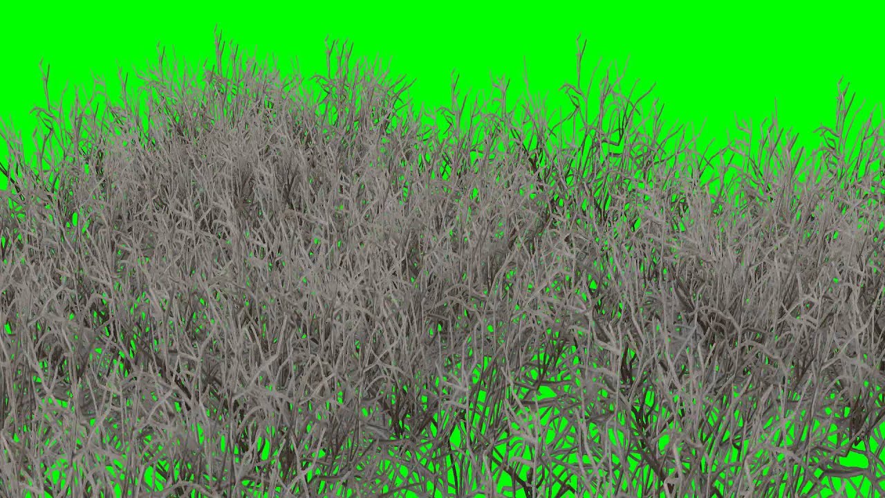Wilted grass Green Screen-Free Video Green Screen - YouTube