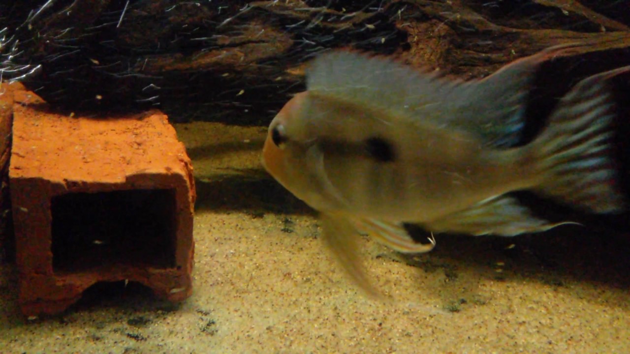 Geophagus megasema Red Head Tapajos WILD with baby - YouTube