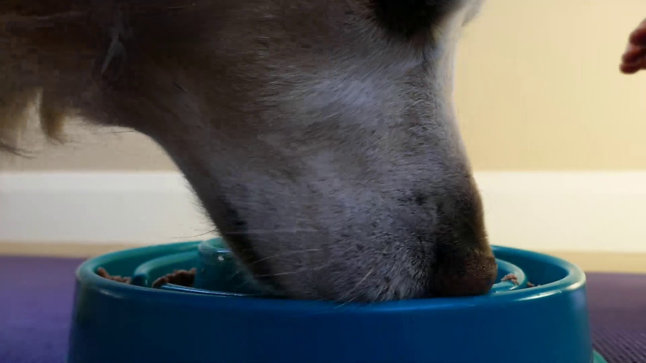 ASMR 1 Hour Looped - Dog Eating Wet Food From Slow Feeder Bowl - Golden ...