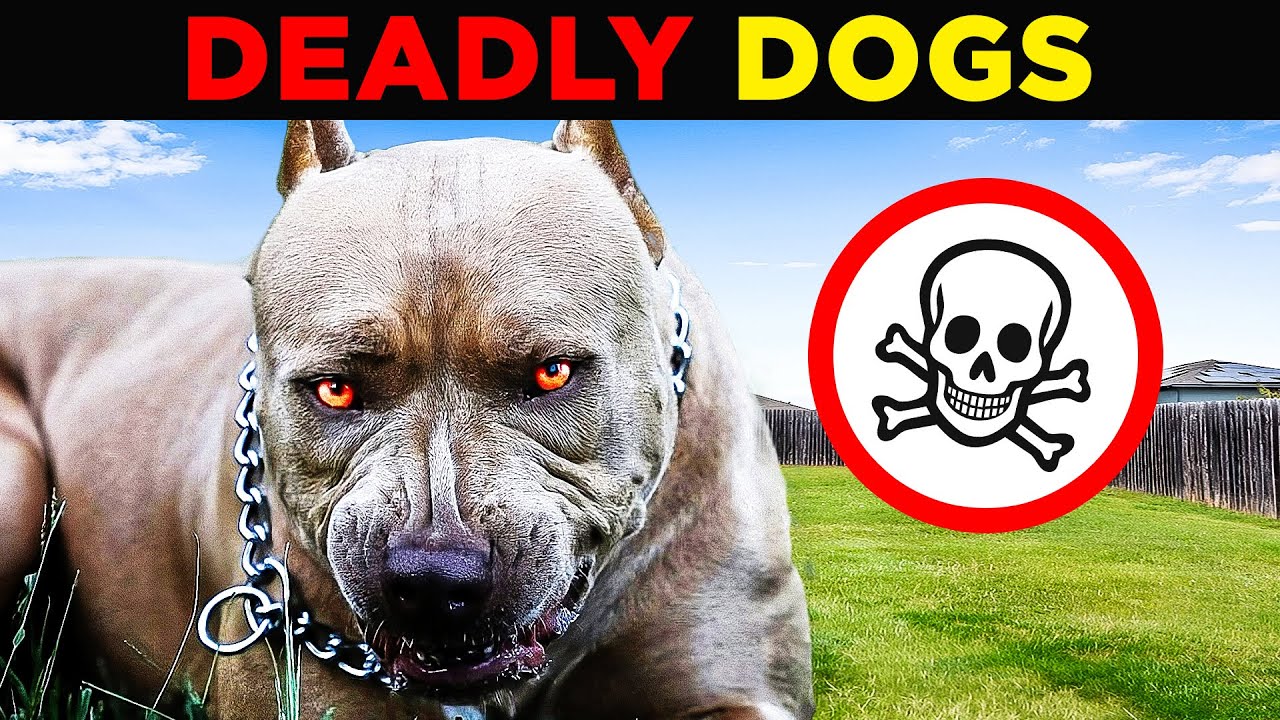 5 MOST DANGEROUS DOG BREEDS EVER EXISTED! - YouTube