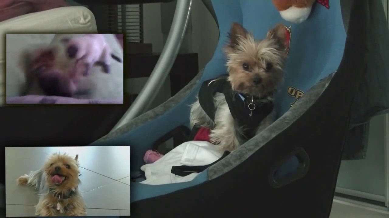 Yorkie Attacks Owner - YouTube