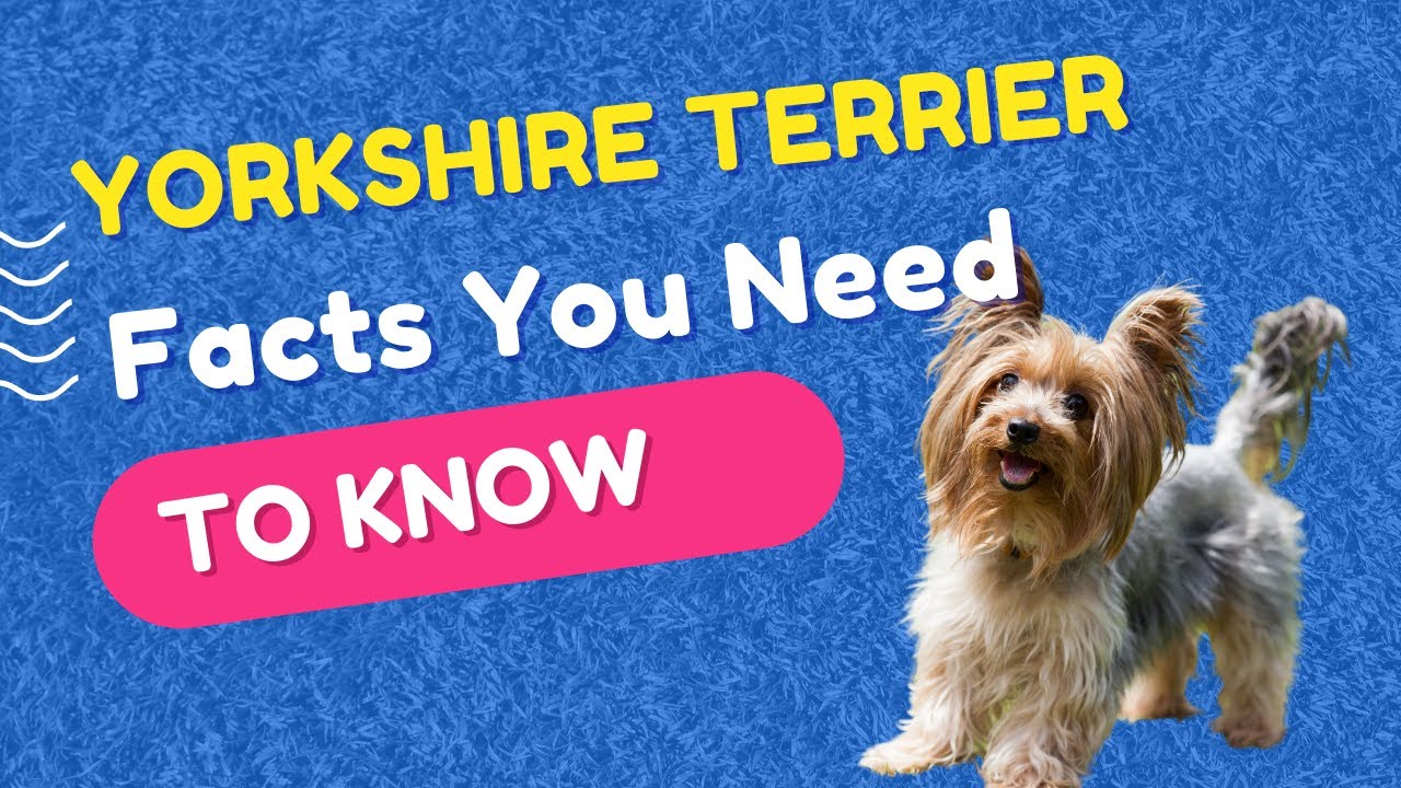 Yorkshire Terriers Facts You Need To Know - YouTube