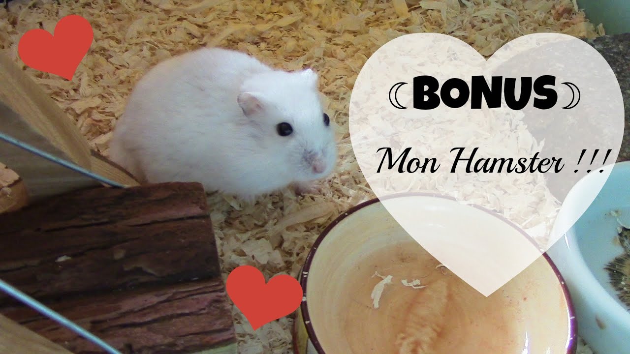 ☾Bonus☽ Mon Hamster !!! - YouTube