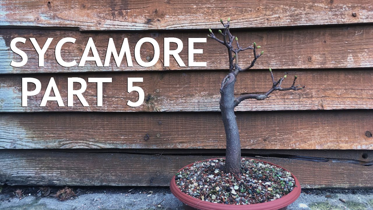 Sycamore Bonsai, collected from a garden. 5 - YouTube