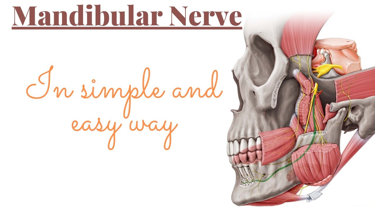 Mandibular nerve-branches ,course and mcq points. - YouTube