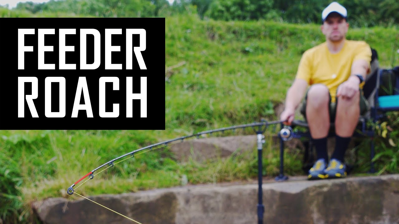 Catching RIVER ROACH on the FEEDER. Feeder fishing - YouTube