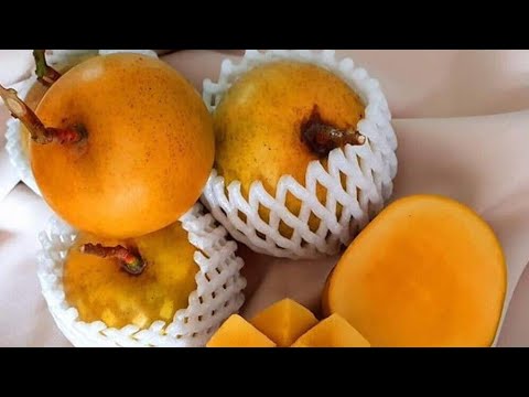 how to Ambika Mango Plants | Honey Due Mango Plants | Eran Eshahad ...