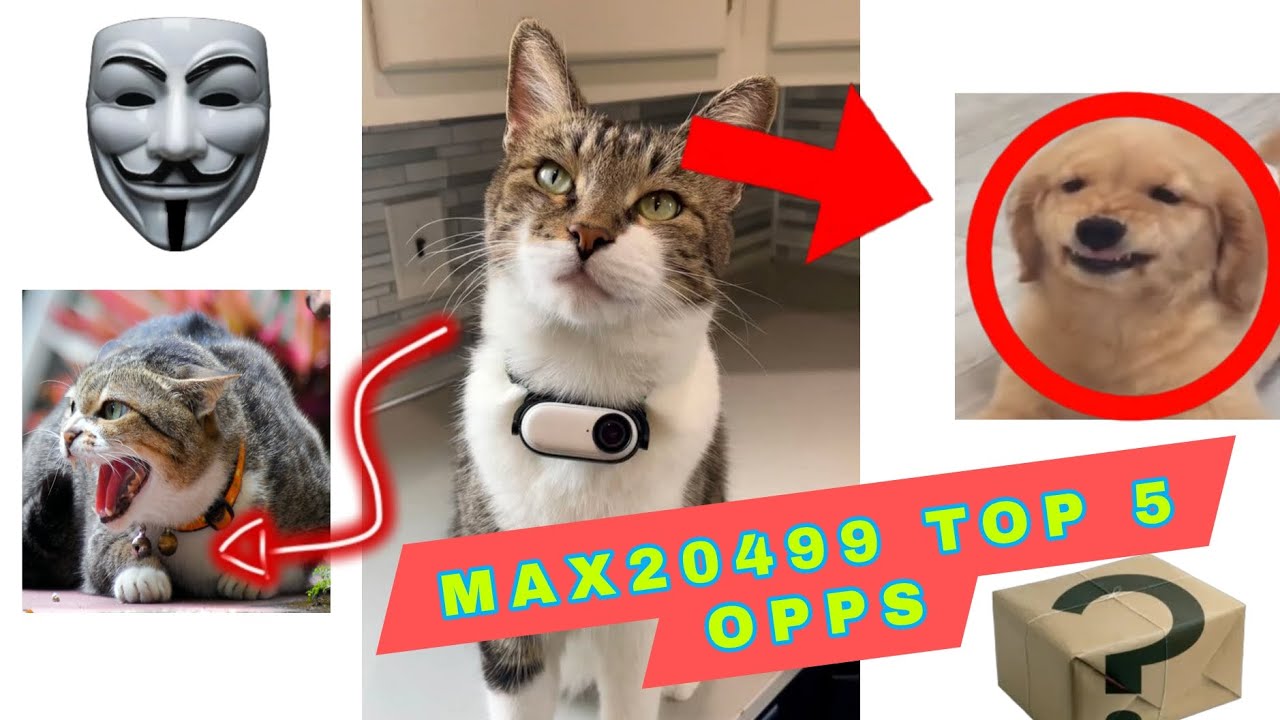 Max20499 the bully cat ( TOP 5 OPPS ) 😈 #max2049 #maxthecat #max20499 ...