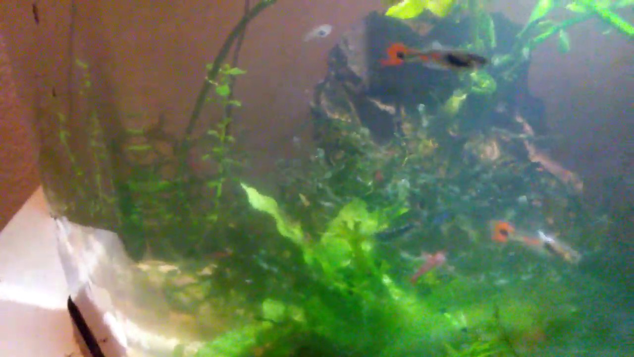 Ammonia Spike In 3.5 Gallon Neocaridina Shrimp Tank - YouTube