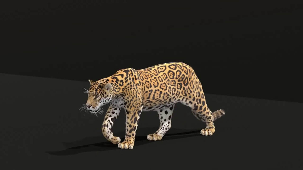 CGI 3D Animated Animal in Blender | Walking Panthera Onca | VFX Grace ...