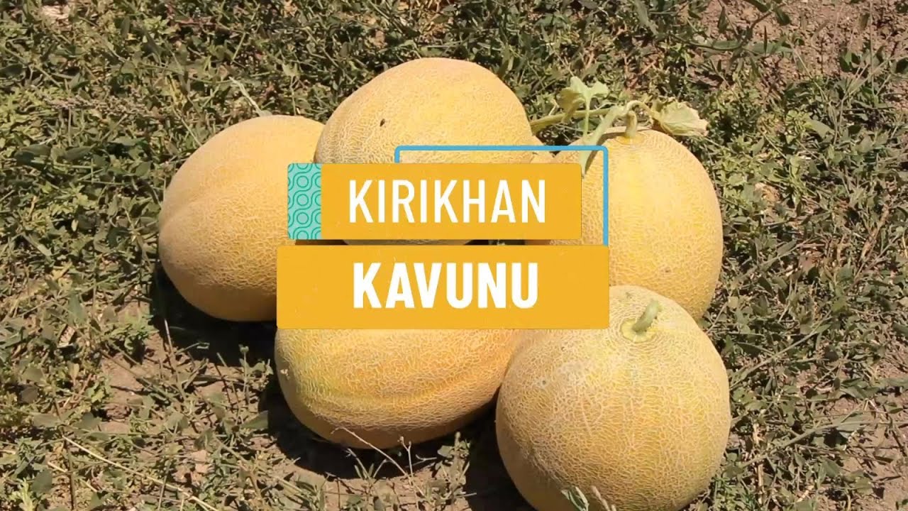KIRIKHAN KAVUNU - YouTube