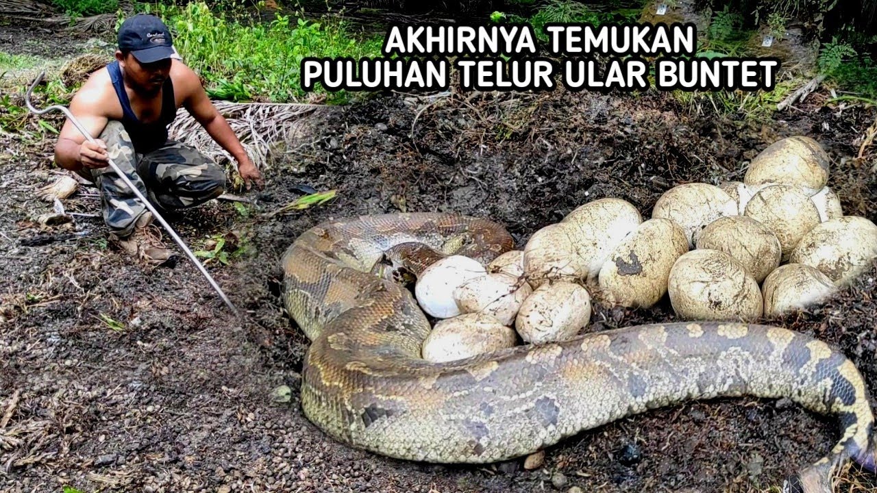 AKHIRNYA TEMUKAN PULUHAN TELUR MONSTER ULAR PYTHON BESAR MUNCUL DI ...