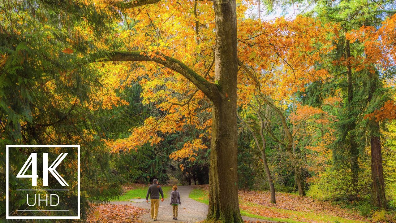 [3 HOURS] 4K Animated Screensaver with Soothing Birds Singing - Fall ...