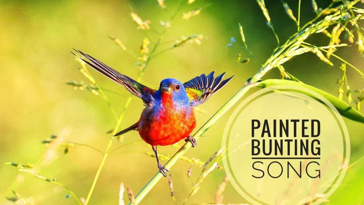Painted Bunting Portrait / Painted Bunting Song– The Most Beautiful ...