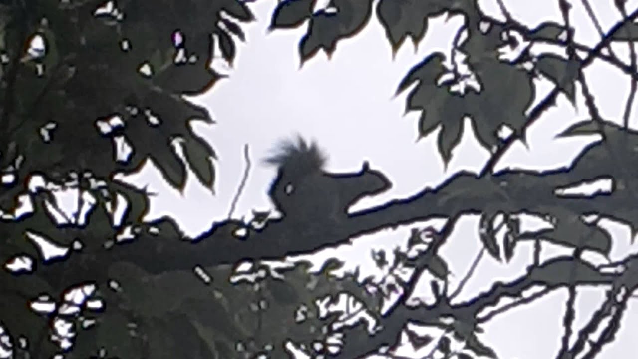 Spastic Squirrel - YouTube