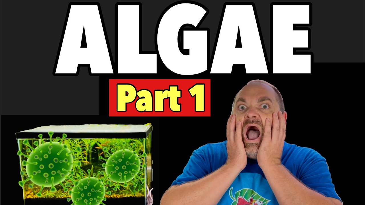 ALGAE! :Masterclass for BEGINNERS for AQUARIUMS and PONDS- Part 1 - YouTube
