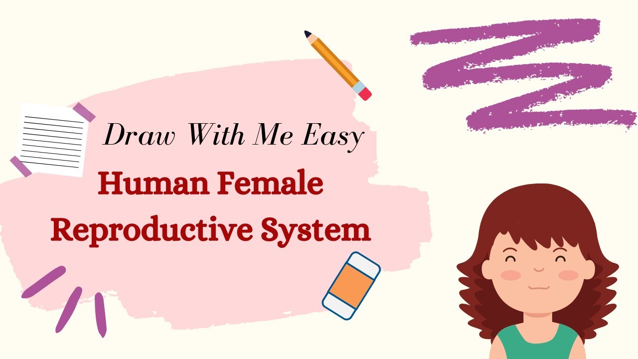 How To Draw Female Reproductive System Step By Step Guide Easy Biology Diagrams Youtube