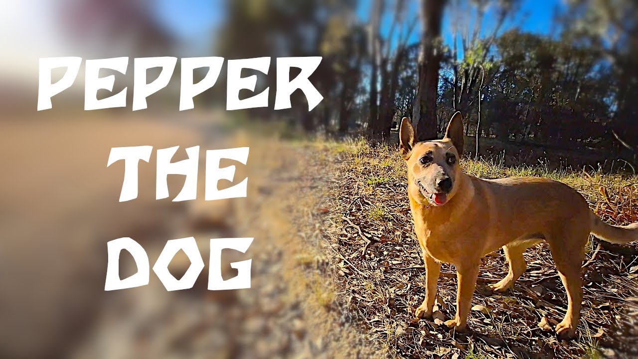 Pepper the Dog 045 (4K) - YouTube
