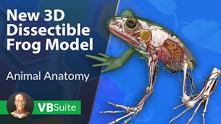 Frog Muscle Dissection A Laboratory Guide To Frog Anatomy