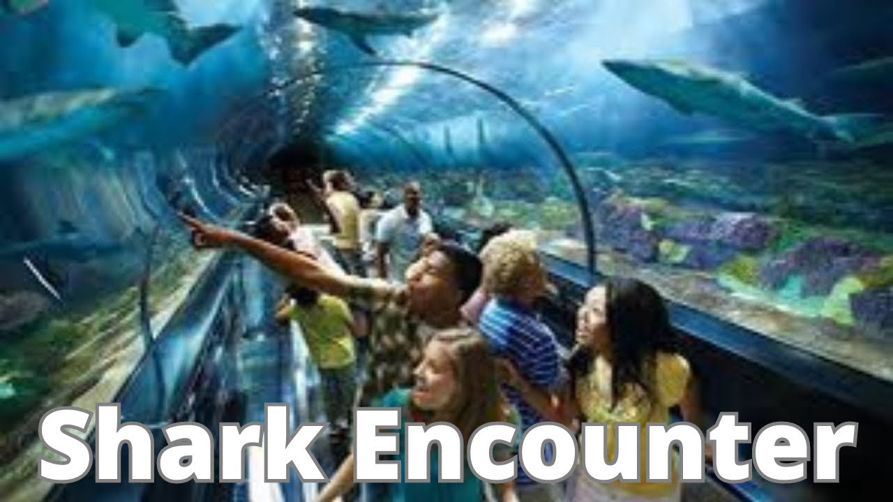 Shark Encounter SeaWorld Orlando Tour 2023 - YouTube