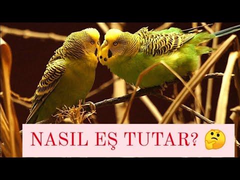 Muhabbet Kuşlarında Eş Tutturma Süreci Nasıl Olur❓