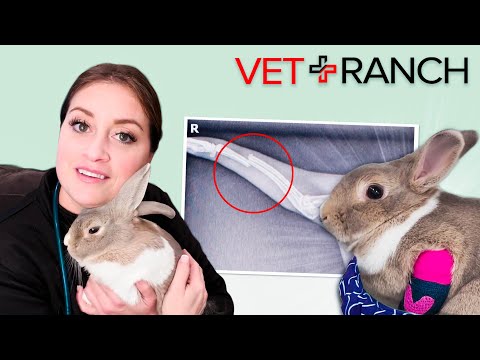 Broken Bunny Saved!