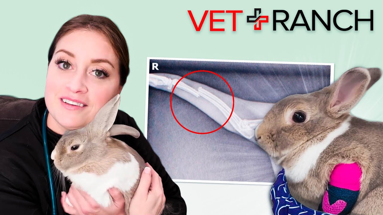 Broken Bunny Saved! - YouTube