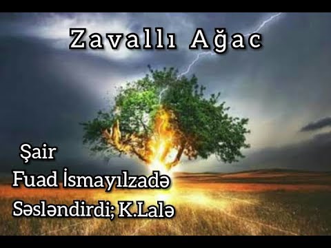 Fuad ismayilzade-Zavalli ağac