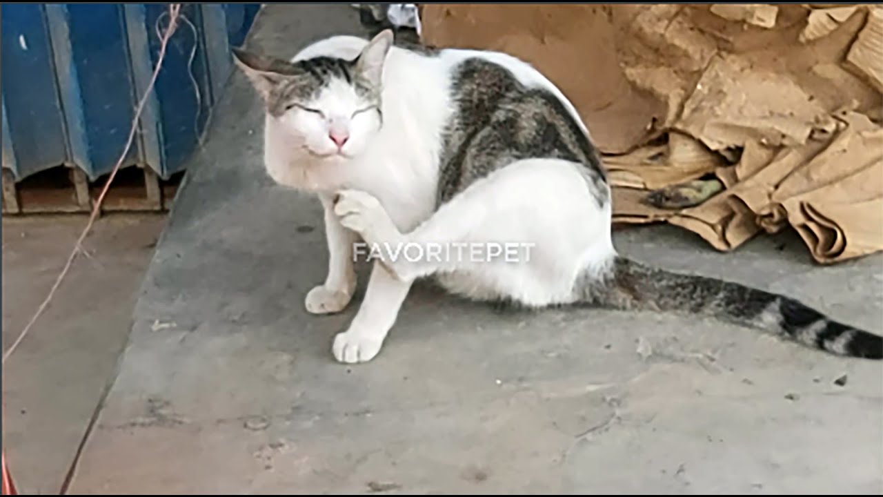 The story of saving the poor kitten lost its mother | The journey of making friends with kittens ...