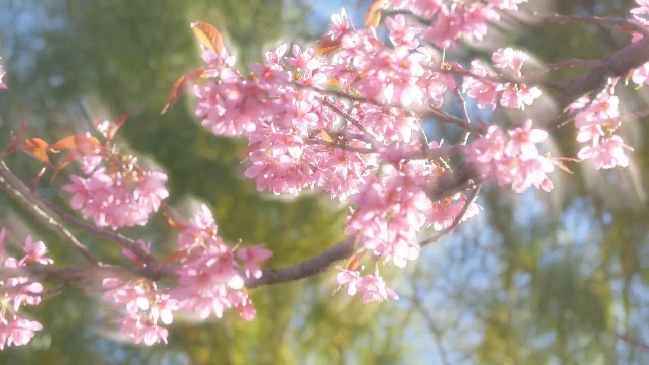 lullaby for the roses - YouTube