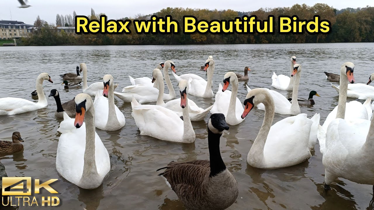 Serene Swans, Ducks and Geese in Their Natural Habitat | ASMR Natural ...