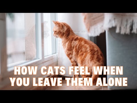 Understanding Cat Loneliness: How Cats Feel When You Leave Them Alone!