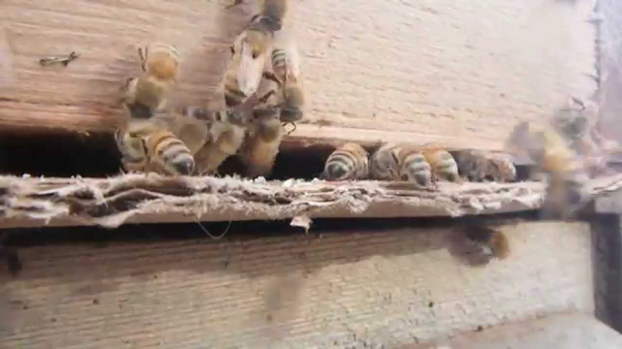 Bees cleaning hive after sugar dusting for mites. - YouTube