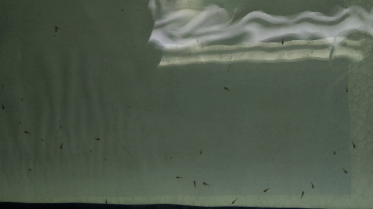 Clownfish Fry #day1 - YouTube