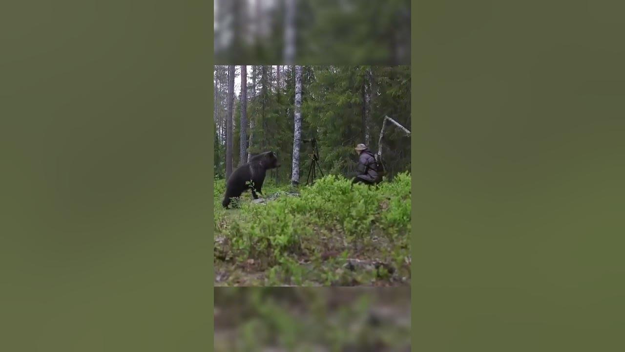Nature photographer encounters bear 😂😂😂 #shorts - YouTube