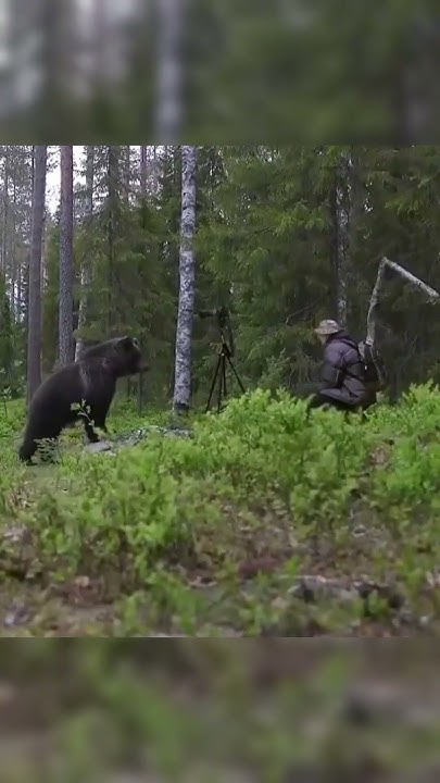 Nature photographer encounters bear 😂😂😂 #shorts - YouTube