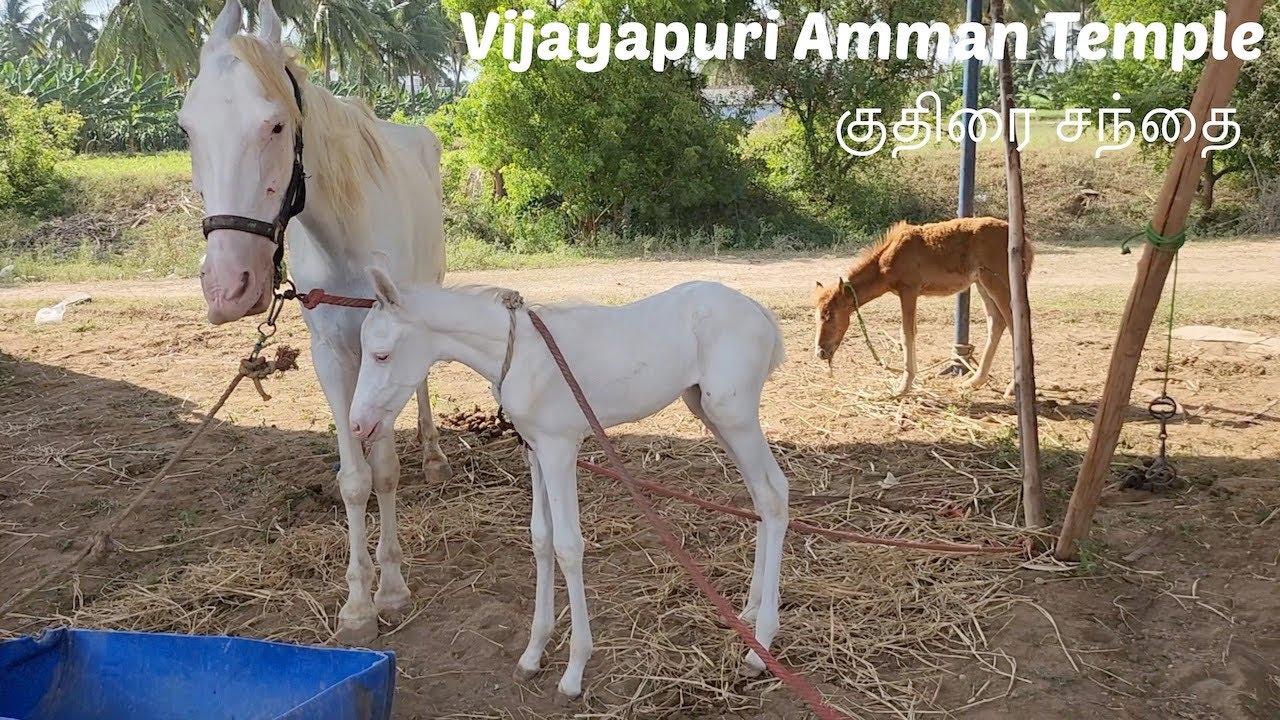 Vijayamangalam Vijayapuri Amman Temple குதிரை சந்தை June 2023 ...