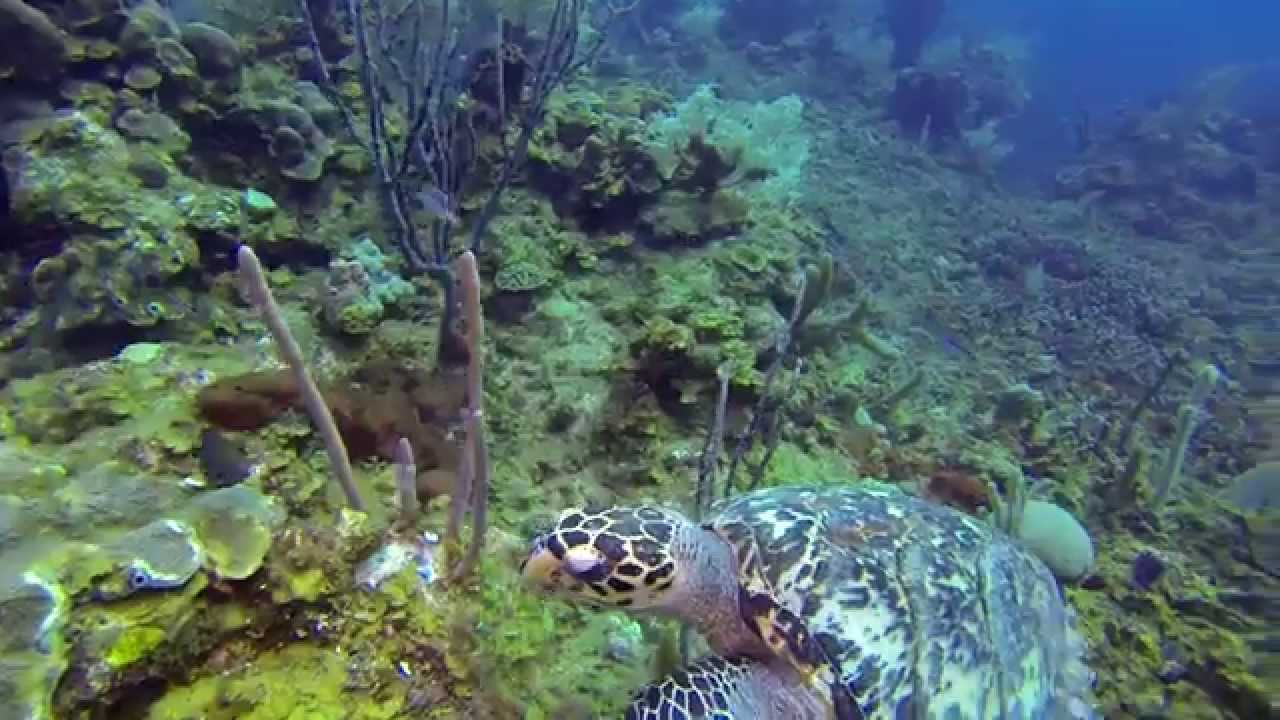 Anthony's Key Resort - Best Diving in Roatan - YouTube