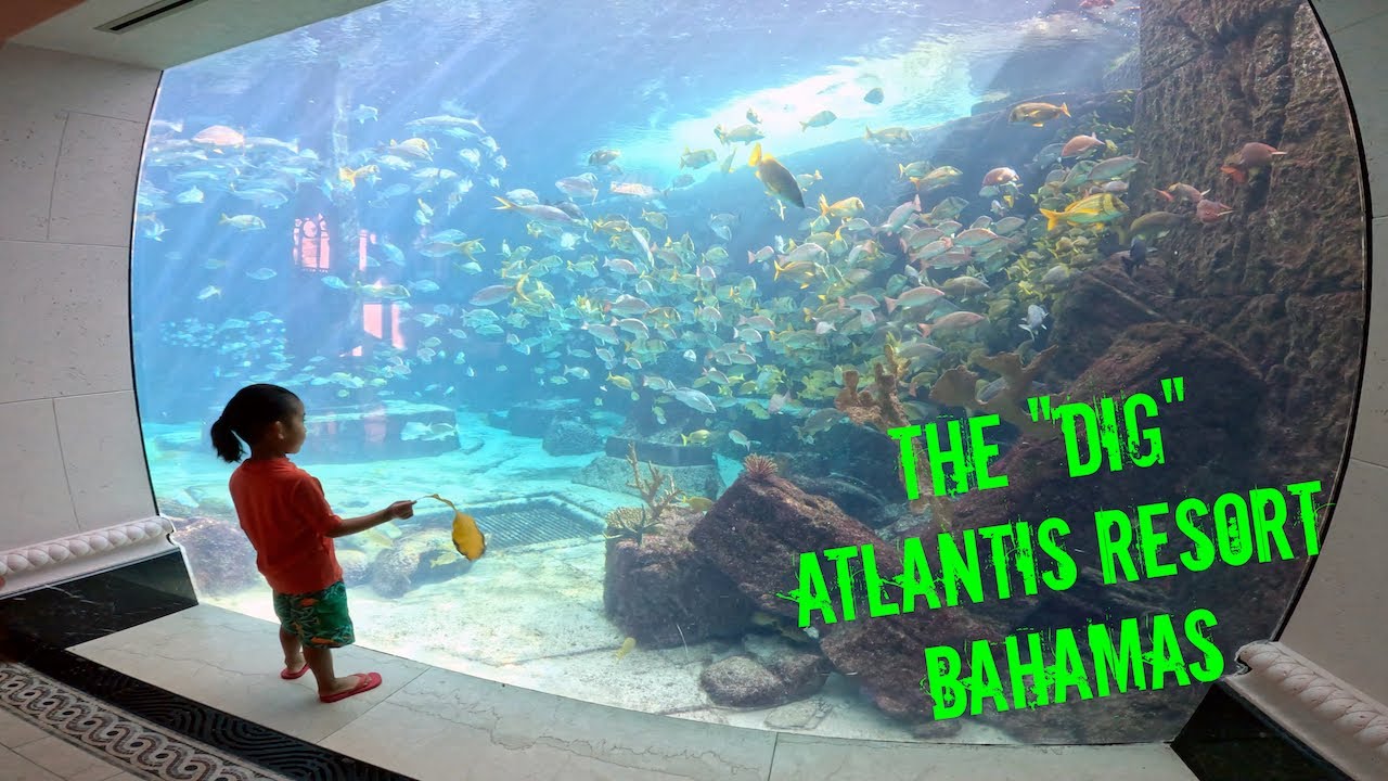 [4K] THE "DIG" AQUARIUM AT ATLANTIS RESORT BAHAMAS [04/2023] - YouTube