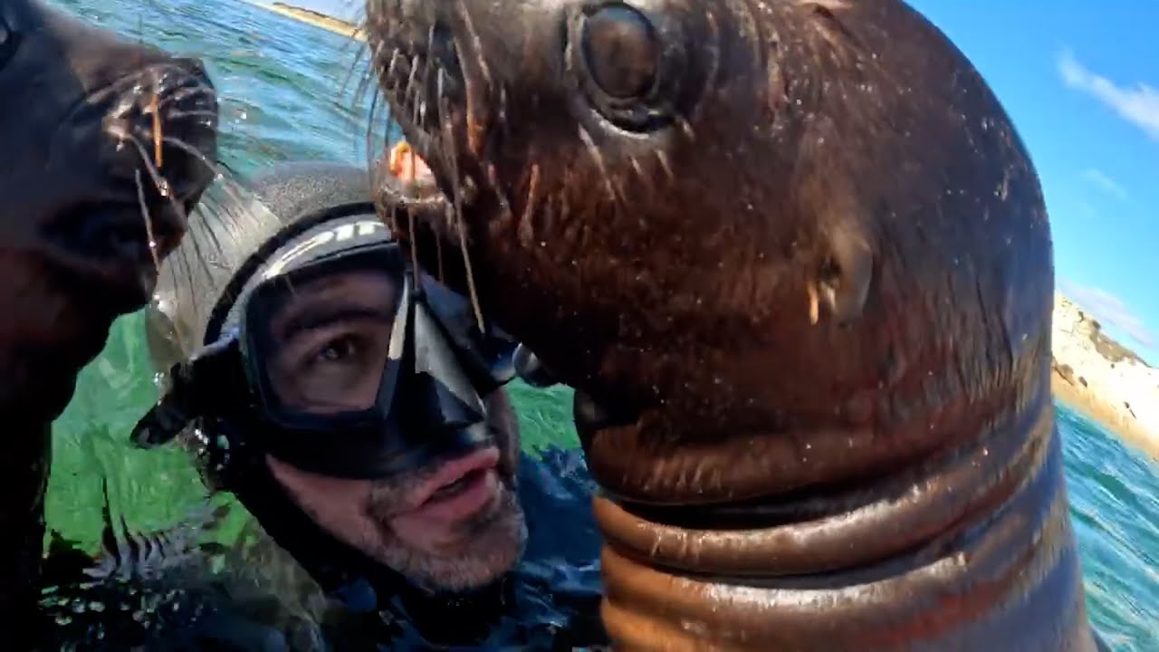 Curious, Friendly Seals Playing with Diver - YouTube