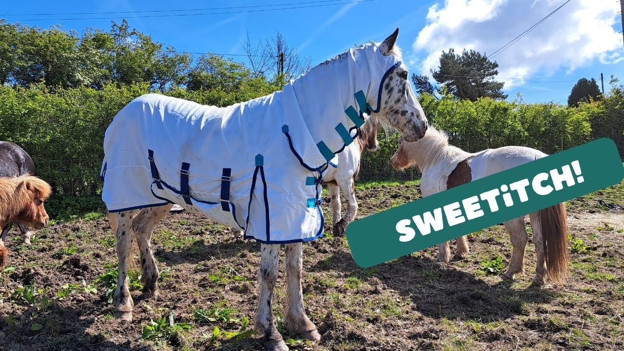 Sweetitch!!! Equestrian Vlog | Pony Fun - YouTube